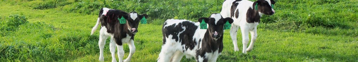 Heifers: Increasing the Potential of Your Future Milking Herd ...