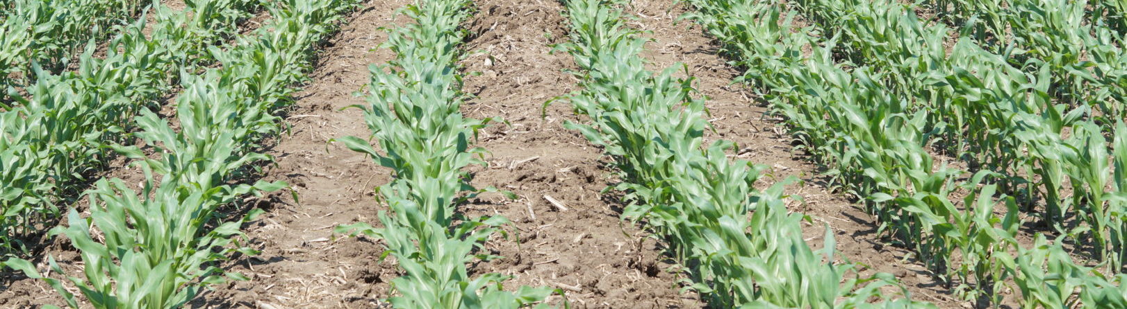 Growing Champion Forages - Midwestern BioAg