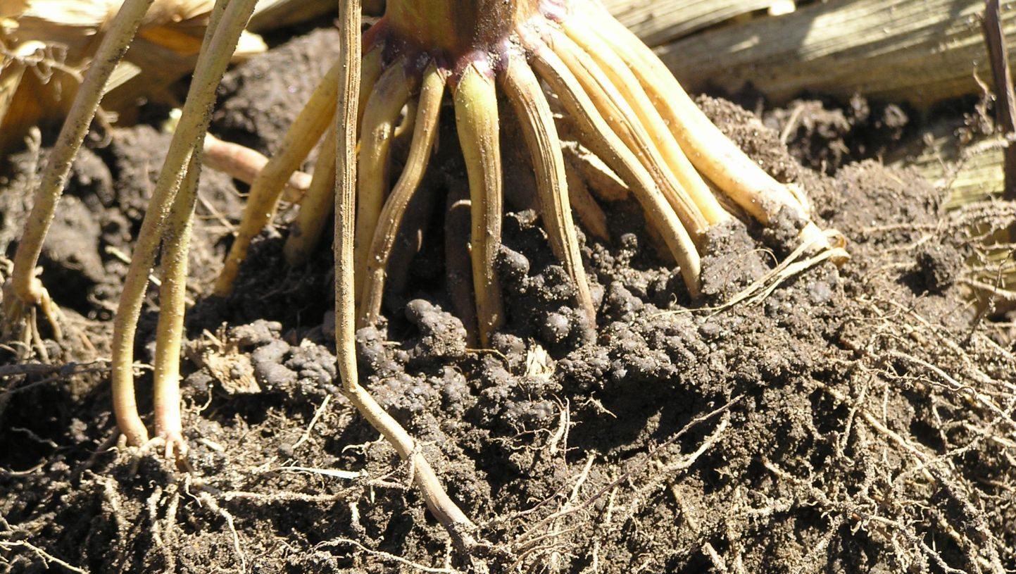 Building Yields, Soil Health - Midwestern BioAg