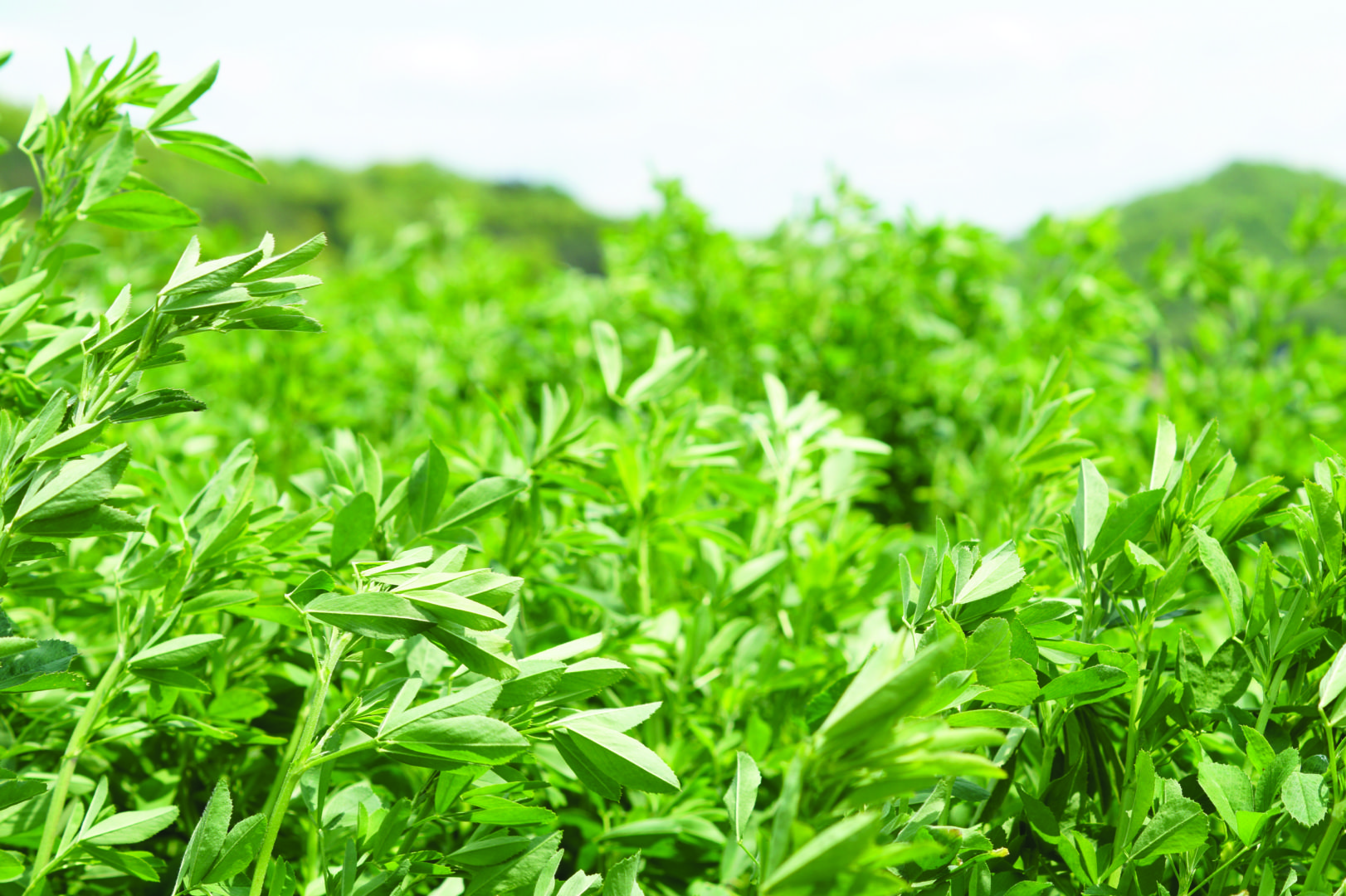 Planting Alfalfa in Fall | Seeding Alfalfa Field | Midwestern BioAg