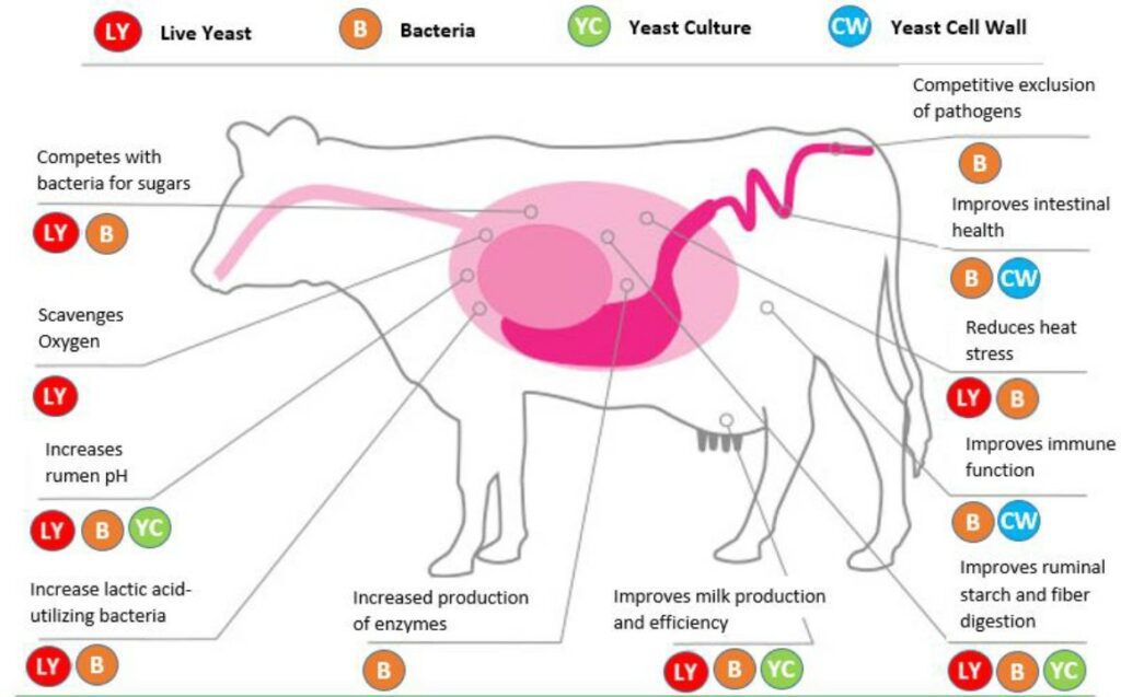 Benefits of Probiotics for Dairy Cattle | Midwestern BioAg