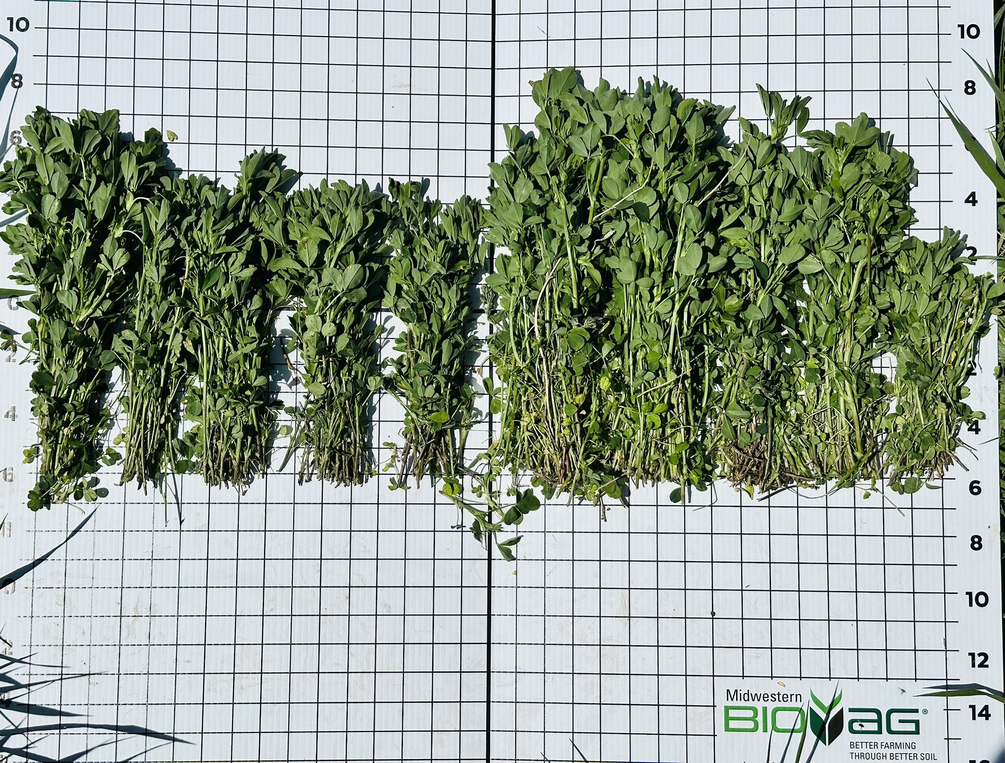 Boost Forage Yield and Quality with Bio-Cal - Midwestern BioAg