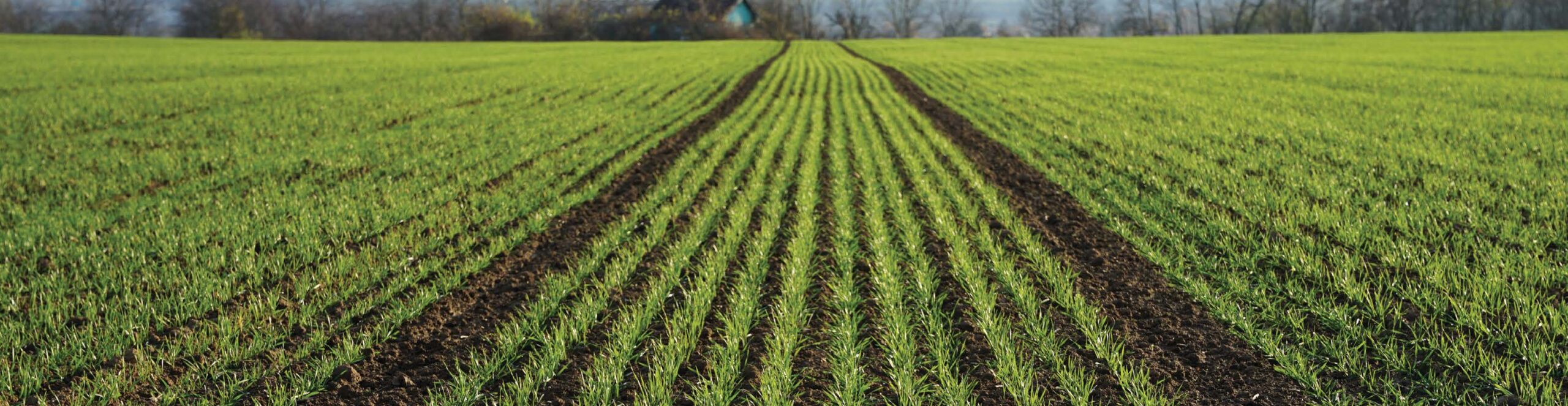 Managing High Magnesium Soils with Bio-Cal® - Midwestern BioAg