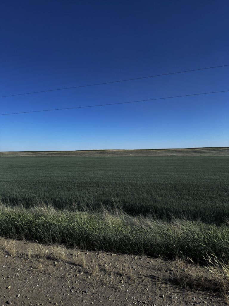 Winter Wheat Boosted by Bio-Gel® - Midwestern BioAg